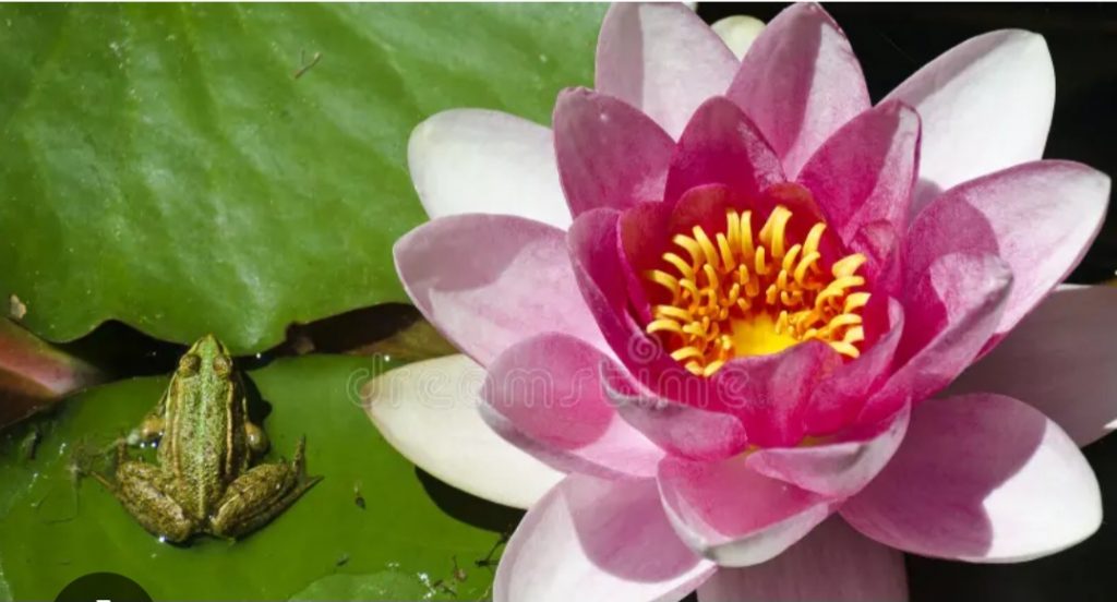 Avis de décès - Pompes funèbres du Montreuillois